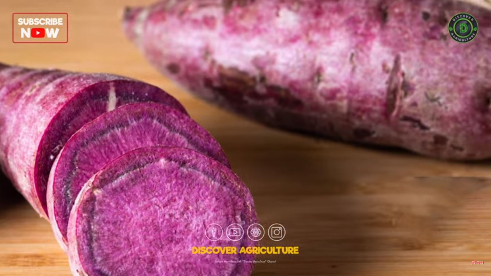 Purple Sweet Potato Farming: How to Grow Purple Sweet Potatoes at Home ...