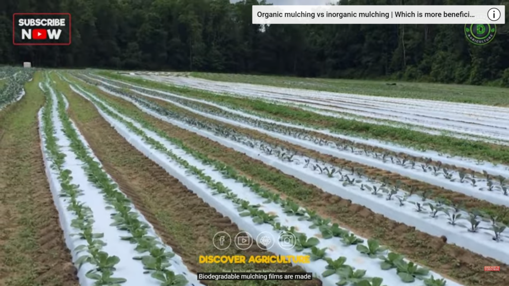 Types of MULCHING in Agriculture | Advantages of Mulching In Farming ...