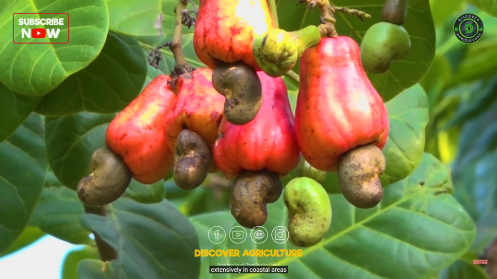 Cashew Nut Cultivation: Complete Guide - FO-Video-Library